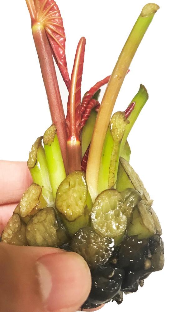 14. Caring for Tropical Lilies - Tennessee Water Gardens