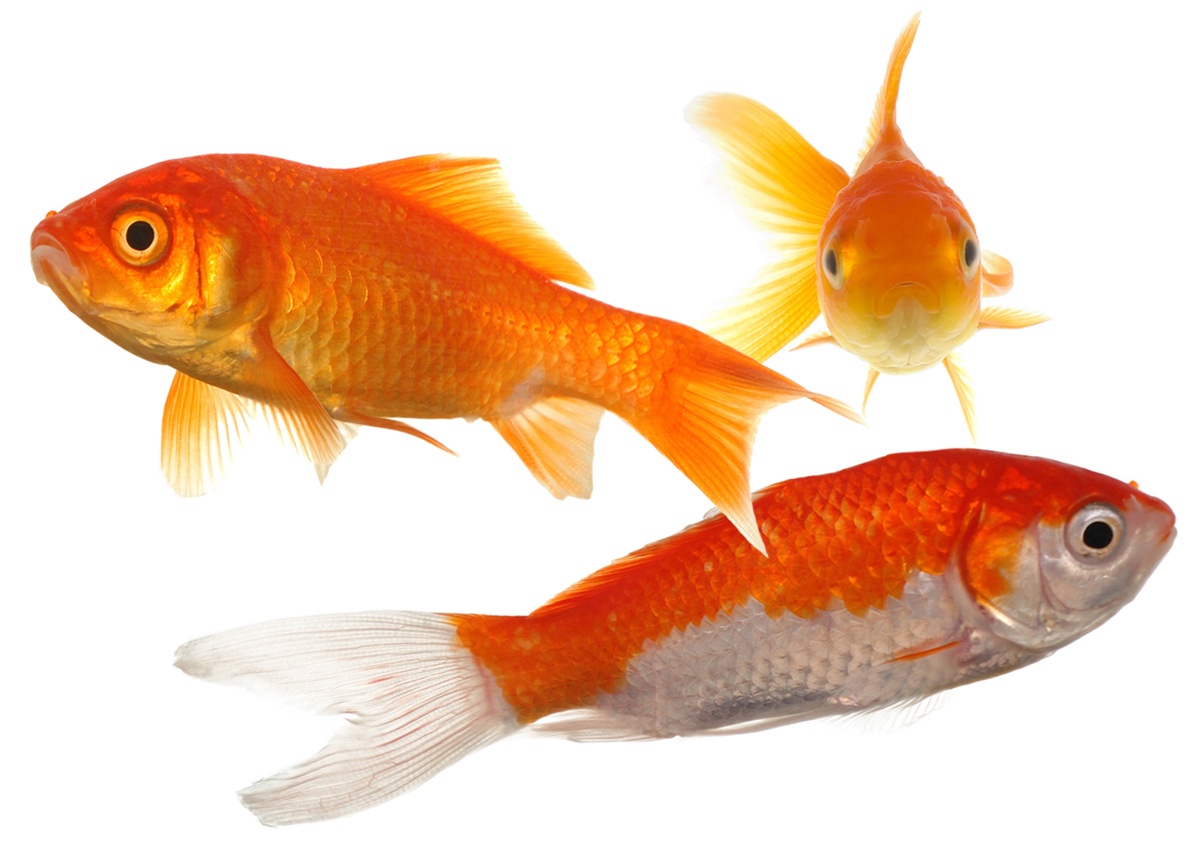 19. Adding Fish to Your Pond - Tennessee Water Gardens