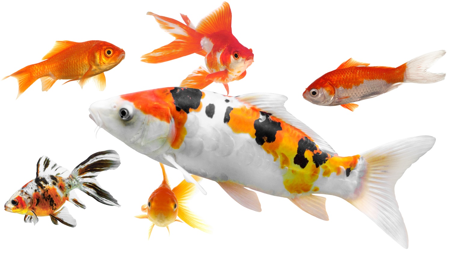 20. Stocking Capacity for Your Pond - Tennessee Water Gardens